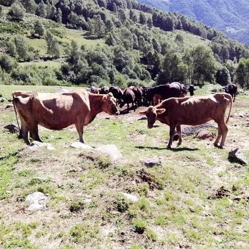 Mucche e equini all'Alpe Peccia: «O scendono ora o moriranno» - Attualità